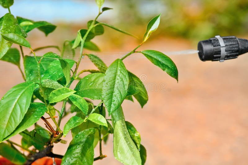 Picture of Spray and Spraying Leafs of Small Tree Stock Photo - Image ...