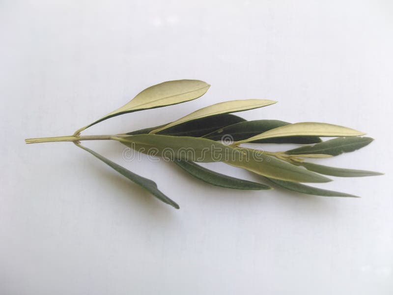 204 Olive Painting Tree Stock Photos - Free & Royalty-Free Stock Photos ...