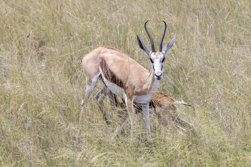 Picture of a Springbok with Horns in Etosha National Park in Namibia ...
