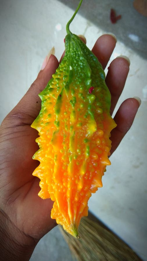 Picture of Squid Tree Squid ðŸ¥’ðŸ¥’ðŸŒ¿ðŸŒ¿ Stock Photo - Image of ...