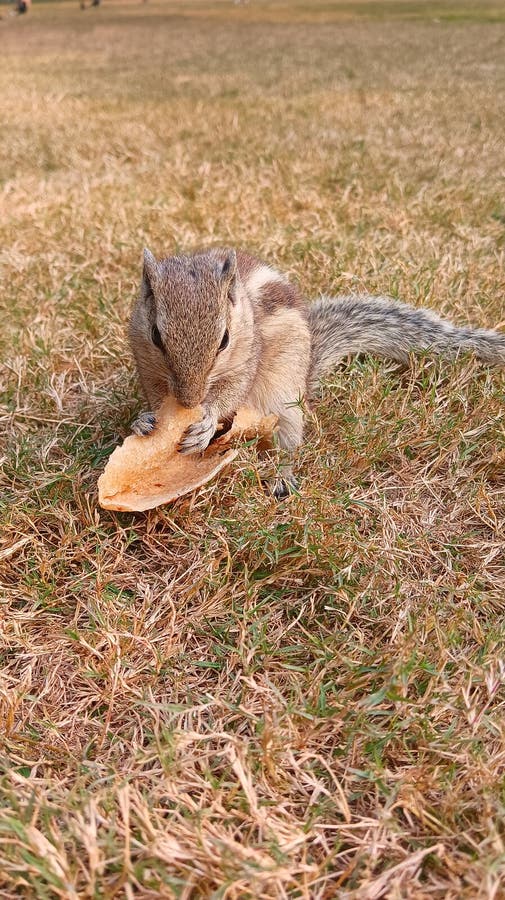 Squirrel stock photo. Image of lawn, person, eating - 266092692