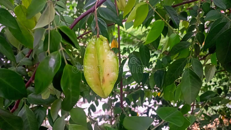A Picture of Starfruit Plant Stock Image - Image of fruit, evergreen ...