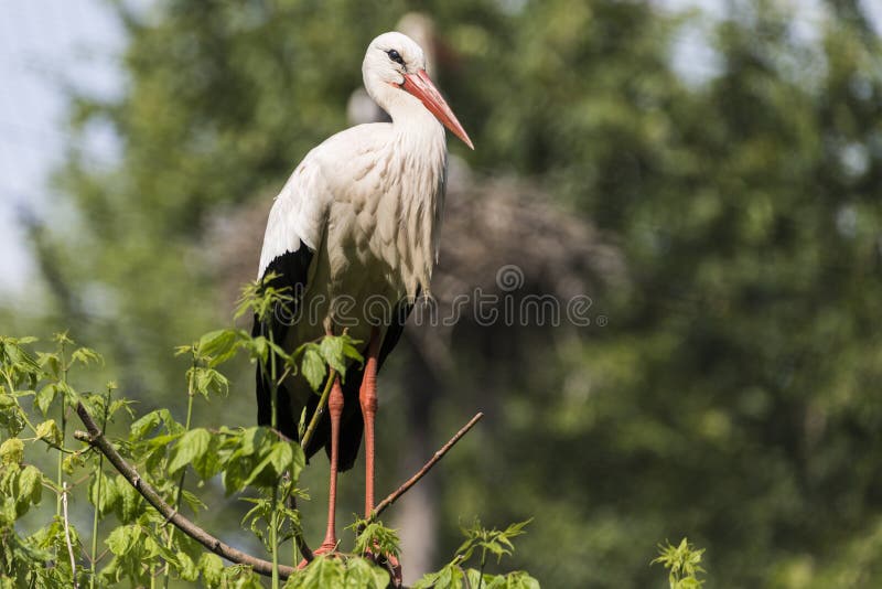 A picture of a stork stock photo. Image of head, natural - 246560822