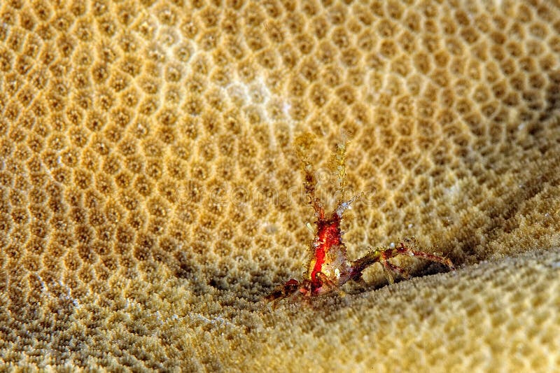 A Picture of a Strange Crab Stock Image - Image of malaysia, crab ...