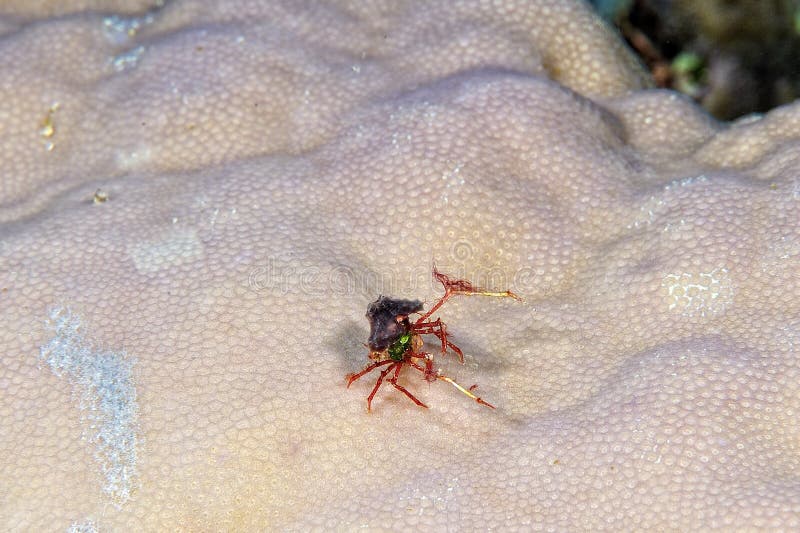 A Picture of a Strange Crab Stock Photo - Image of deep, pacific: 227470060