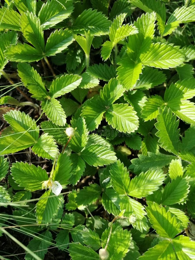 Strawberry leaf stock photo. Image of leaf, strawberry - 147838562