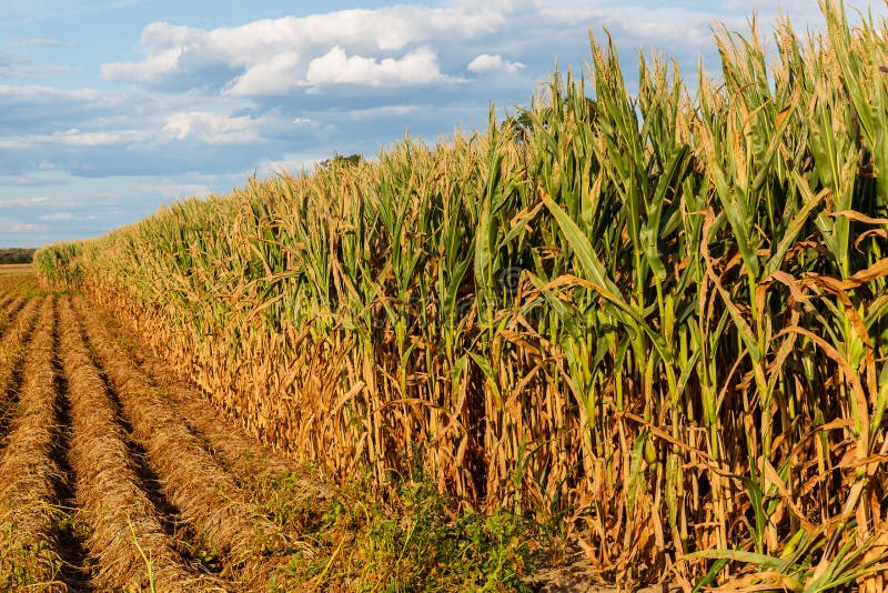 Sunburnt and Withered Corn Field Stock Image - Image of corn, field ...