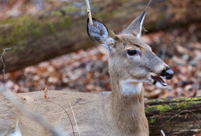Surprised Roe Deer Buck Watching on Meadow with Flowers in Summer ...