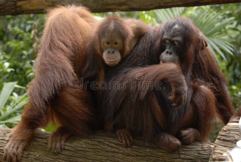 Three monkeys stock photo. Image of fascicularis, cute - 18135454