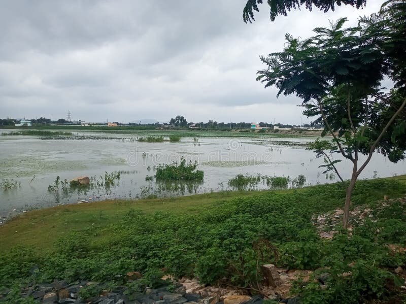 This is the Picture of Talav. Stock Image - Image of tree, shore: 225450223