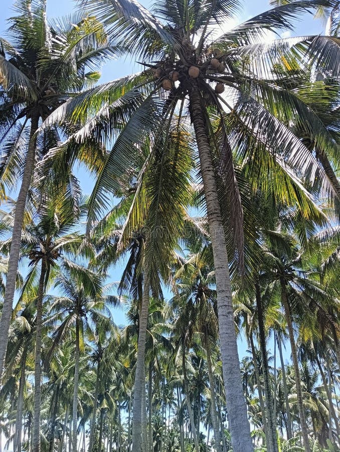 Picture of Tall Coconut Tree Stock Photo - Image of tree, coconut ...