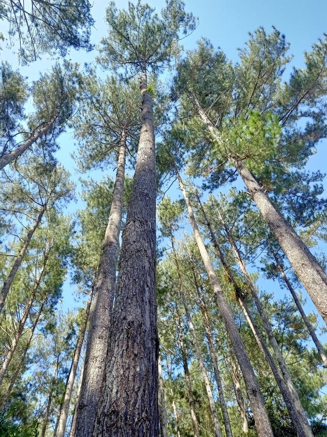A Picture of a Tall, Growing Pine Tree Stock Photo - Image of growing ...