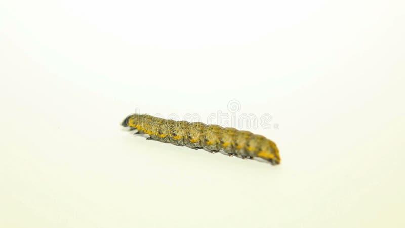 Picture of Tea Based on the Van Gogh - Starry Night Stock Footage ...