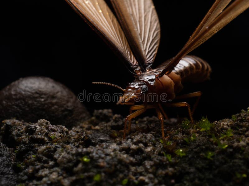 Picture of a Termite Alates Stock Image - Image of environment, animals ...