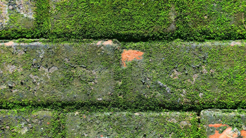 Picture of the Texture of Mossy Brick Stock Photo - Image of brick ...