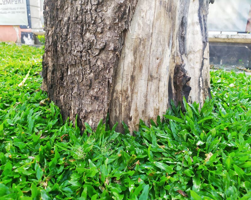 A Picture of Textured Bark of an Old Tree Surrounded by Lush Green ...