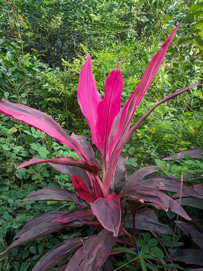 This is the Picture of Ti Plant. Stock Image - Image of herb ...