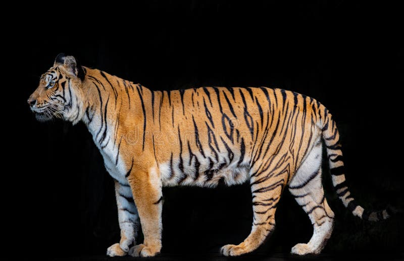 Picture of a Tiger on a Black Background Stock Image - Image of ...