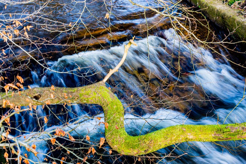 A Dried Reed on the Background of a Hill with Houses Stock Image ...