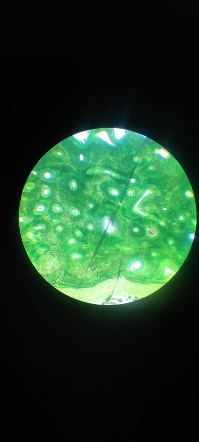 The Picture of Tissu Under Microscop Stock Image - Image of microscope ...