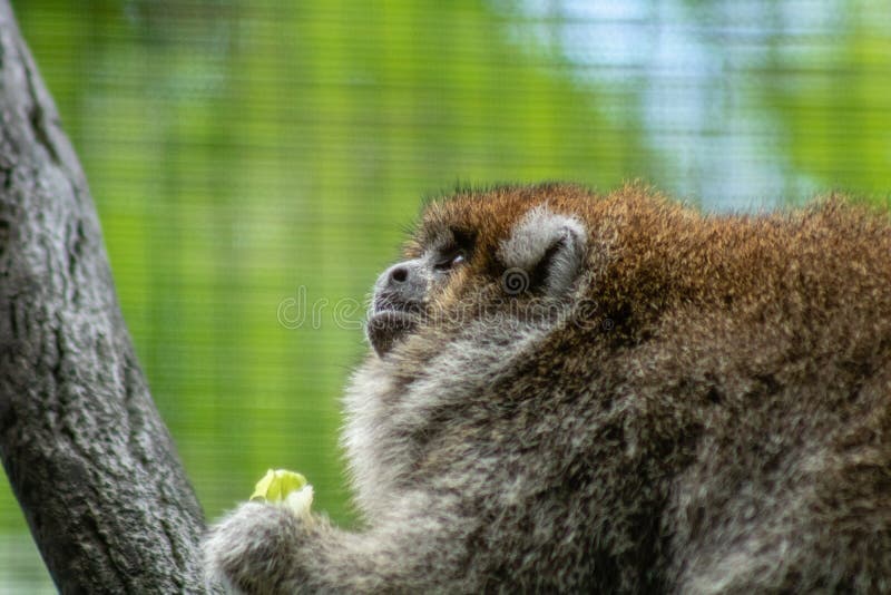 Titi monkey stock image. Image of titi, furry, wild - 128083027