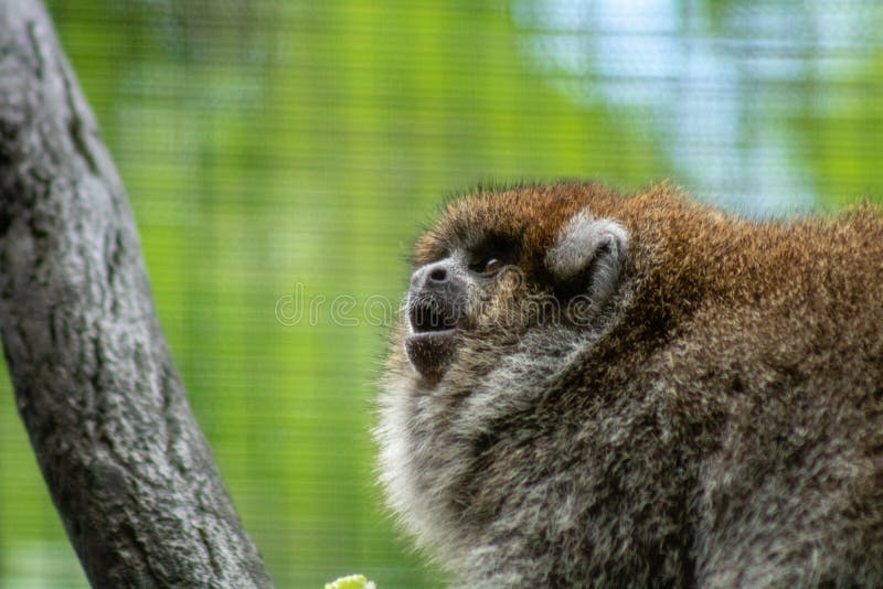 Titi monkey stock image. Image of primate, animal, wildlife - 128083041