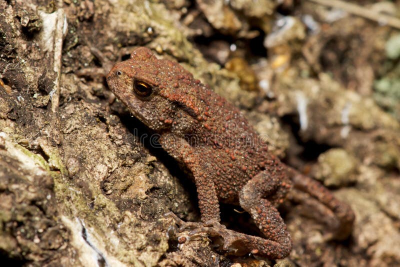 Toad on a tree stock image. Image of wildlife, closeup - 27353783