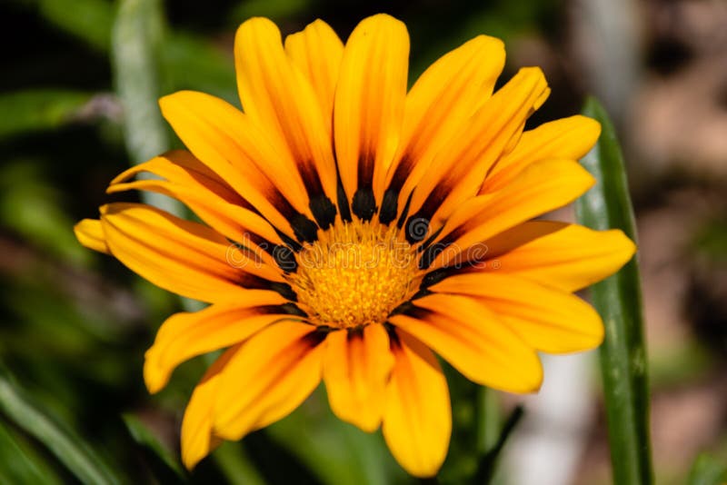 Treasure flower stock photo. Image of botany, outdoors - 162447694