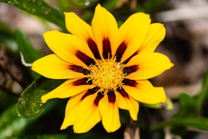 Treasure flower stock photo. Image of green, botany - 162537426