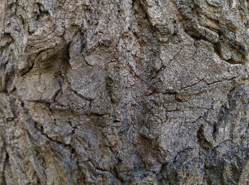Texture Tree Bark Texture for Graphic Design. Stock Photo - Image of ...
