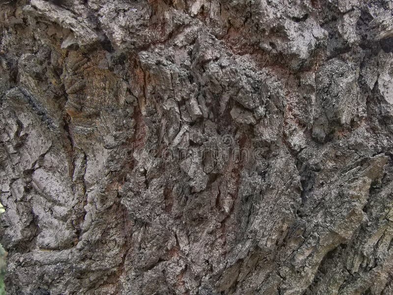 Texture Tree Bark Texture for Graphic Design. Stock Image - Image of ...