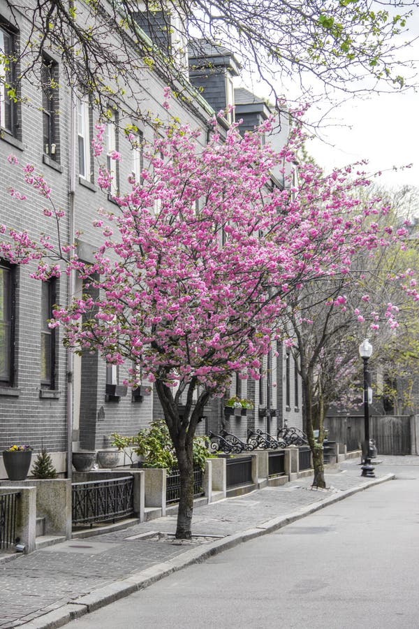 Tree Beginning To Bloom in the Beginning of Spring Stock Image - Image ...