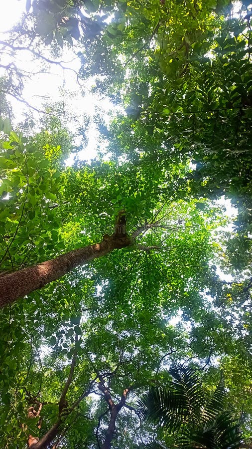A Picture of Tree Branches Seen from Below Stock Image - Image of tree ...