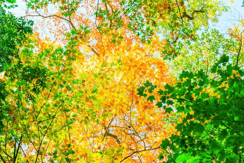 Tree Canopy with Autumnal Colored Leaves Stock Image - Image of yellow ...