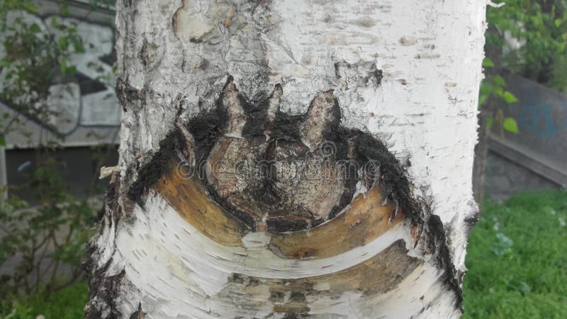 Tree eye stock image. Image of texture, brown, white - 114372331