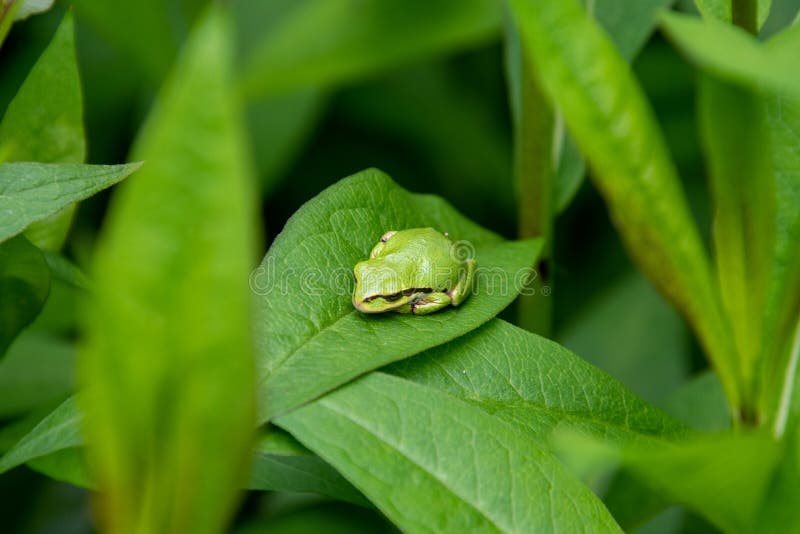A Picture of a Tree Frog Resting on the Leaf. Stock Image - Image of ...