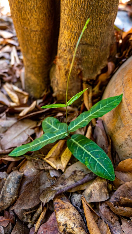 Picture of a Tree Growing on the Ground Stock Image - Image of aroma ...