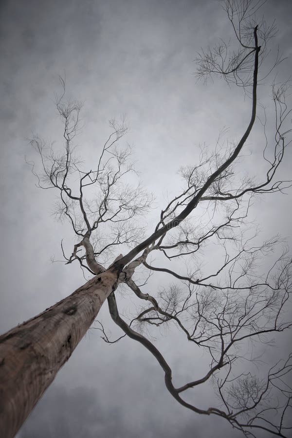 Picture of a Tree from Low Angle Branches are Touching the Sky Stock ...