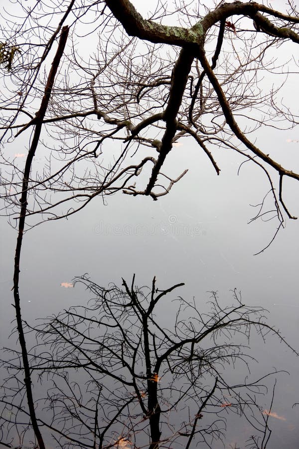 Tree Reflection on a Pond in Winter Stock Image - Image of snow ...