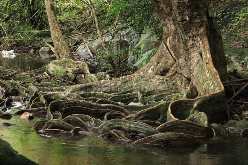 Picture of Tree Roots in a Stream Stock Image - Image of wilderness ...