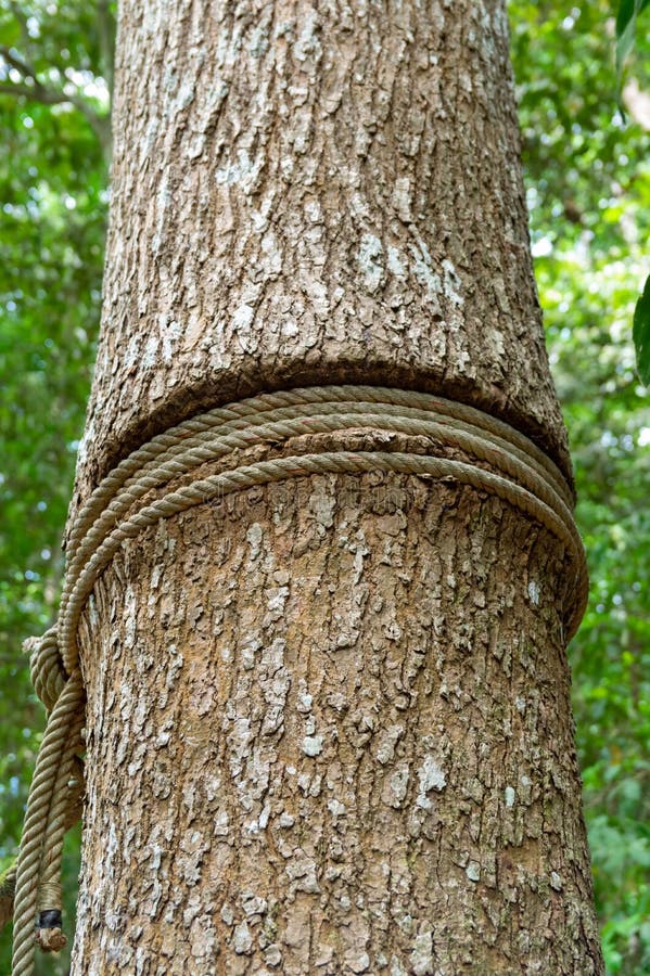 Picture of a Tree with a Rope Wrapped Around it Stock Photo - Image of ...