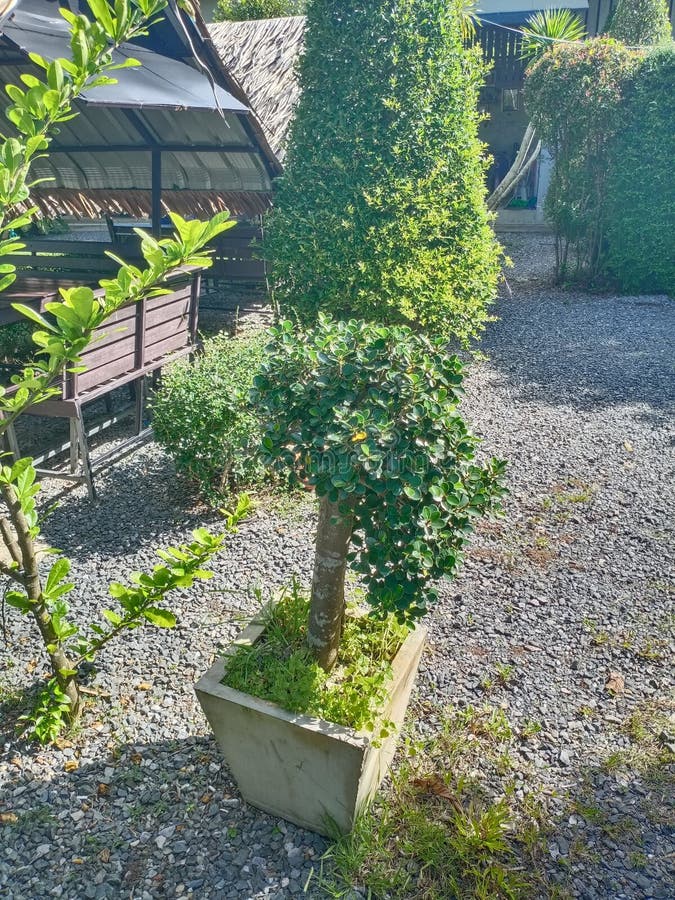 Picture of a Tree in a Square Pot Stock Photo - Image of front, daytime ...