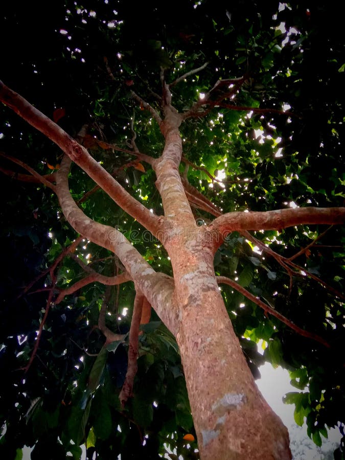 Picture of Tree or Picture of Tree Trunk Stock Photo - Image of forest ...