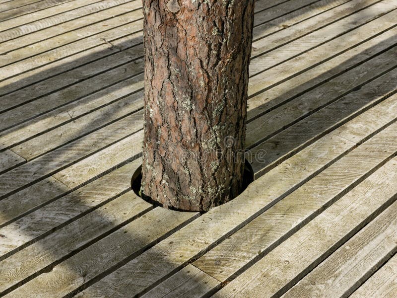 Picture with tree trunks stock photo. Image of wood - 178143726
