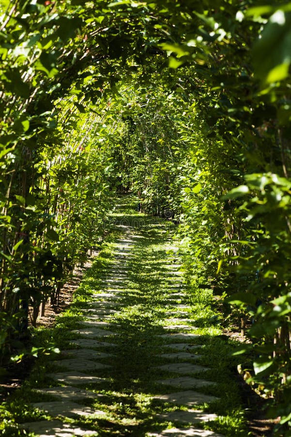 Picture, Tree Tunnel ,colourful Beautiful in Garden Stock Photo - Image ...