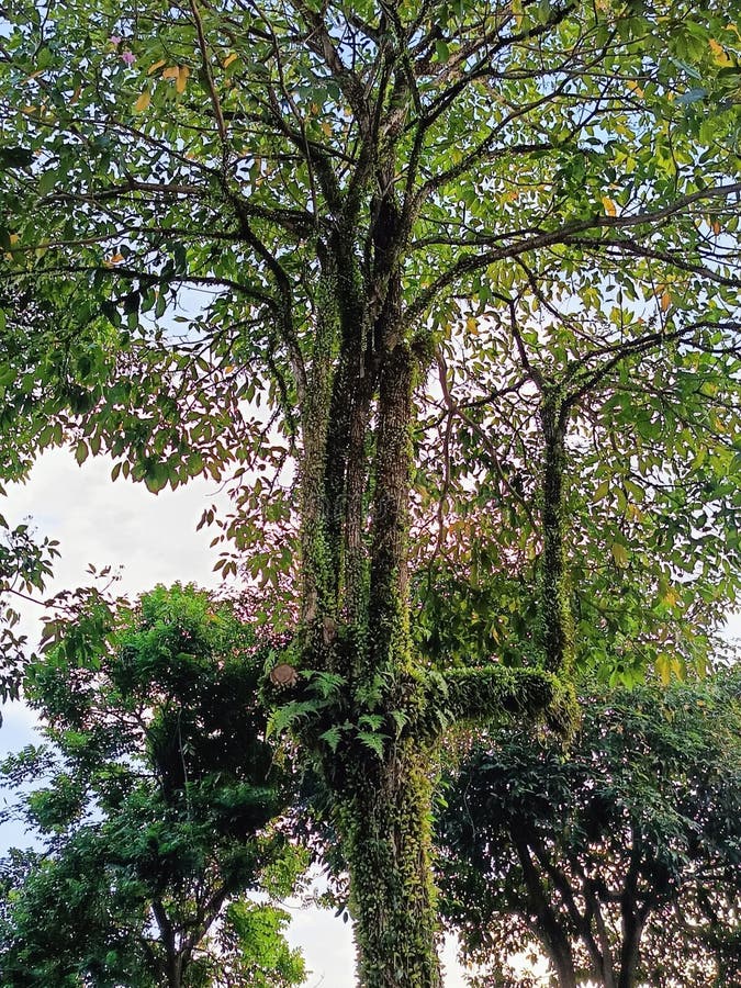 Picture of a Tree Whose Branches Have Been Overgrown with Creepers ...