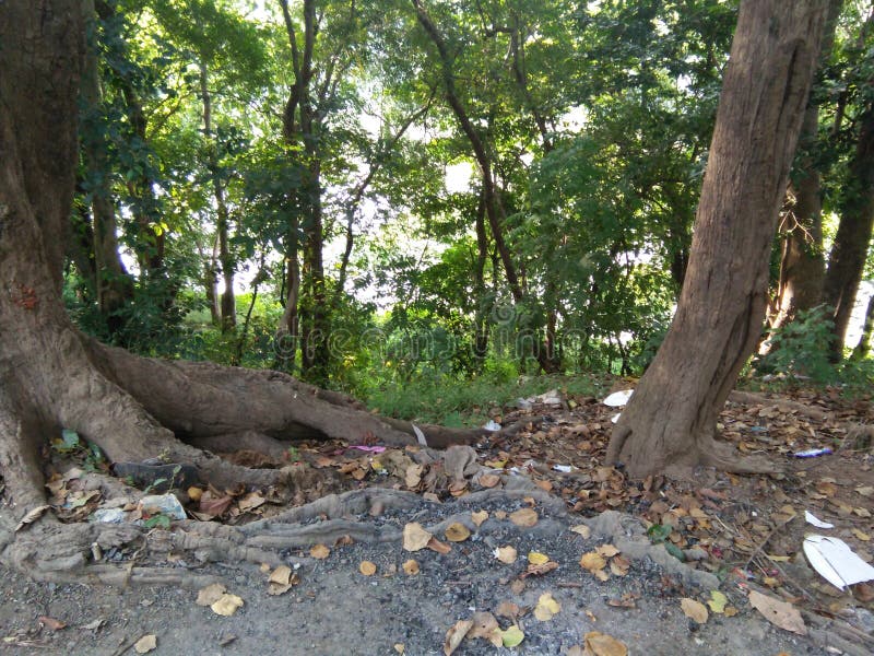 Picture of 2 Trees in Forest Stock Photo - Image of piece, morning ...