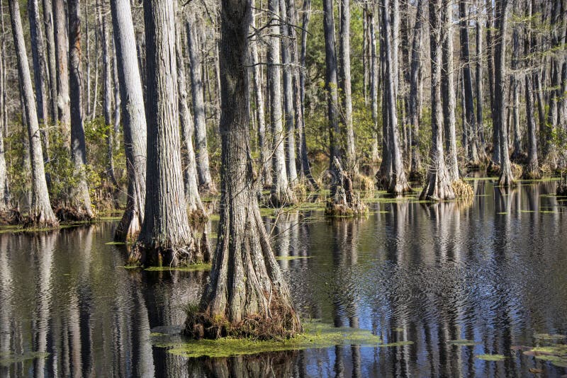 Trees with moss in a swamp stock photo. Image of park - 245489948