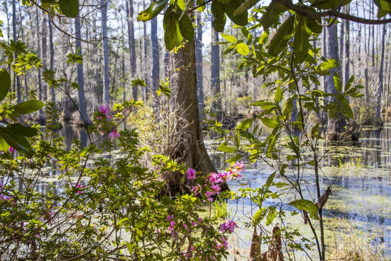 Trees with moss in a swamp stock photo. Image of swamp - 245489956