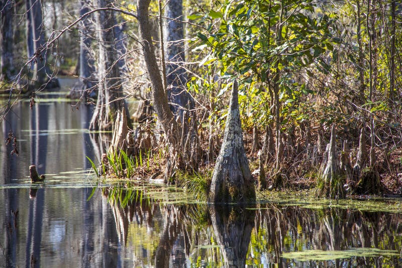 Trees with moss in a swamp stock image. Image of swamp - 245489985